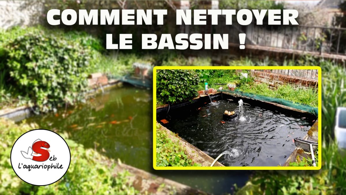 comment nettoyer un bassin à poissons